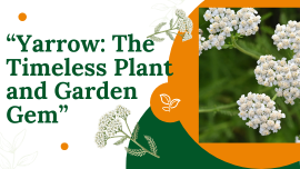 “Yarrow: The Timeless Plant and Garden Gem” - Heirloom Vegetable Seeds ...