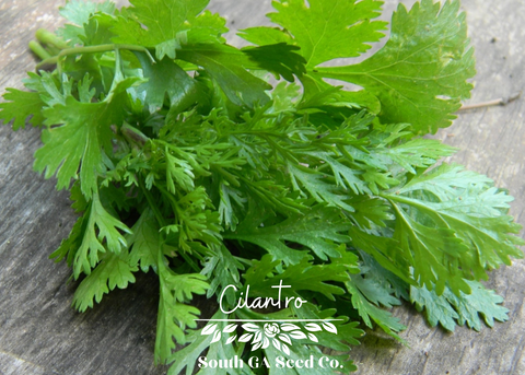 Heirloom Cilantro Santo Seeds | South Ga Seed Co