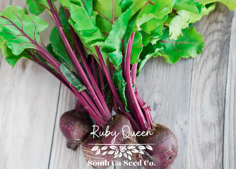 Heirloom Ruby Queen Beet Seeds | South Ga Seed Co