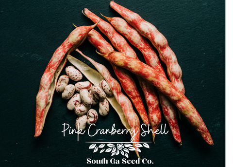 Heirloom Pink Cranberry Bean Seeds | South Ga Seed Co