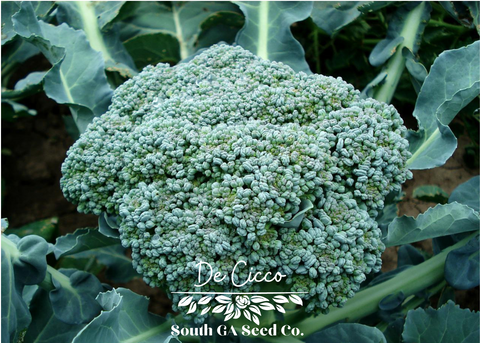 Heirloom De Cicco Broccoli Seeds | South Ga Seed Co