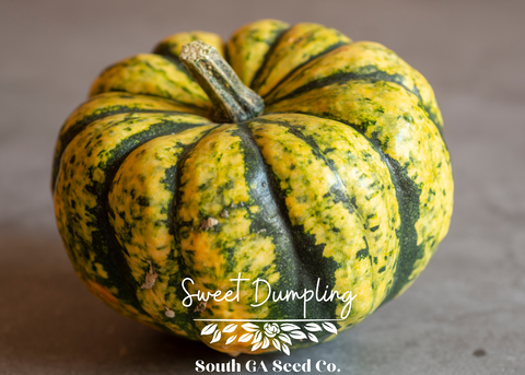 Heirloom Sweet Dumpling Squash Seeds | South Ga Seed Co