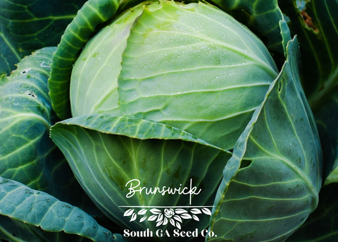 Heirloom Brunswick Cabbage Seeds | South Ga Seed Co