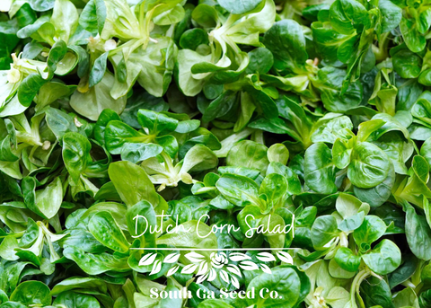 Heirloom Dutch Corn Salad Seeds | South Ga Seed Co