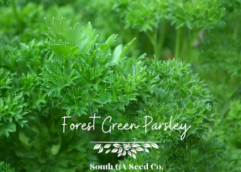 Heirloom Forest Green Parsley Seeds | South Ga Seed Co