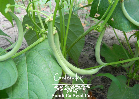 Heirloom Contender Bush Bean Seeds | South Ga Seed Co
