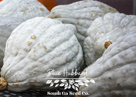 Heirloom Blue Hubbard Squash Seeds | South GA Seed Co