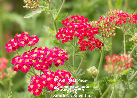 Heirloom Red Yarrow Seeds | South Ga Seed Co