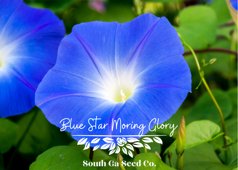 Heirloom Blue Star Morning Glory Seeds | South GA Seed Co