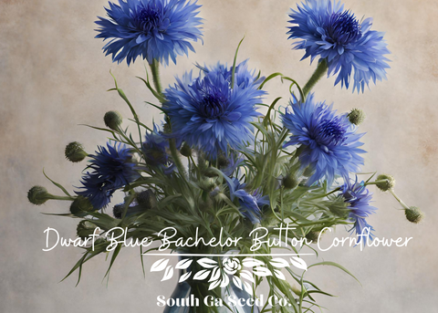 Heirloom Dwarf Blue Bachelor Button Cornflower | South Ga Seed Co