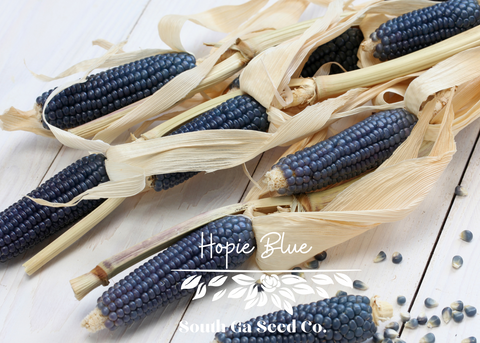 Heirloom Blue Hopi Corn Seeds | South GA Seed Co