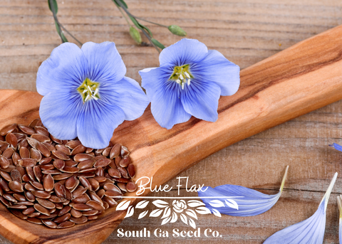 Heirloom Blue Flax Seeds | South GA Seed Co