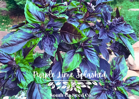 Purple Lime Splashed Basil Seeds | South GA Seed Co
