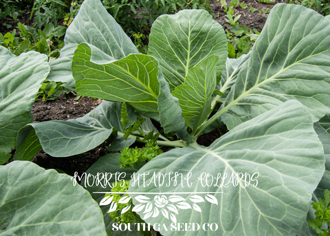 Morris Heading Collard Seeds