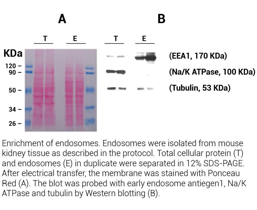 Minute™ Endosome Isolation and Cell Fractionation Kit (20 Preps) | ED-028