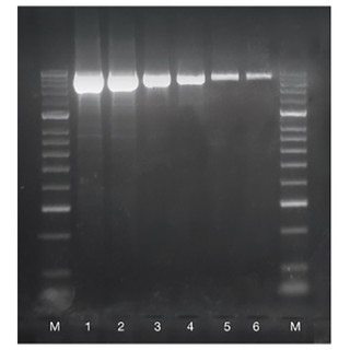 HyperLadder™ 1kb | BIO-33053