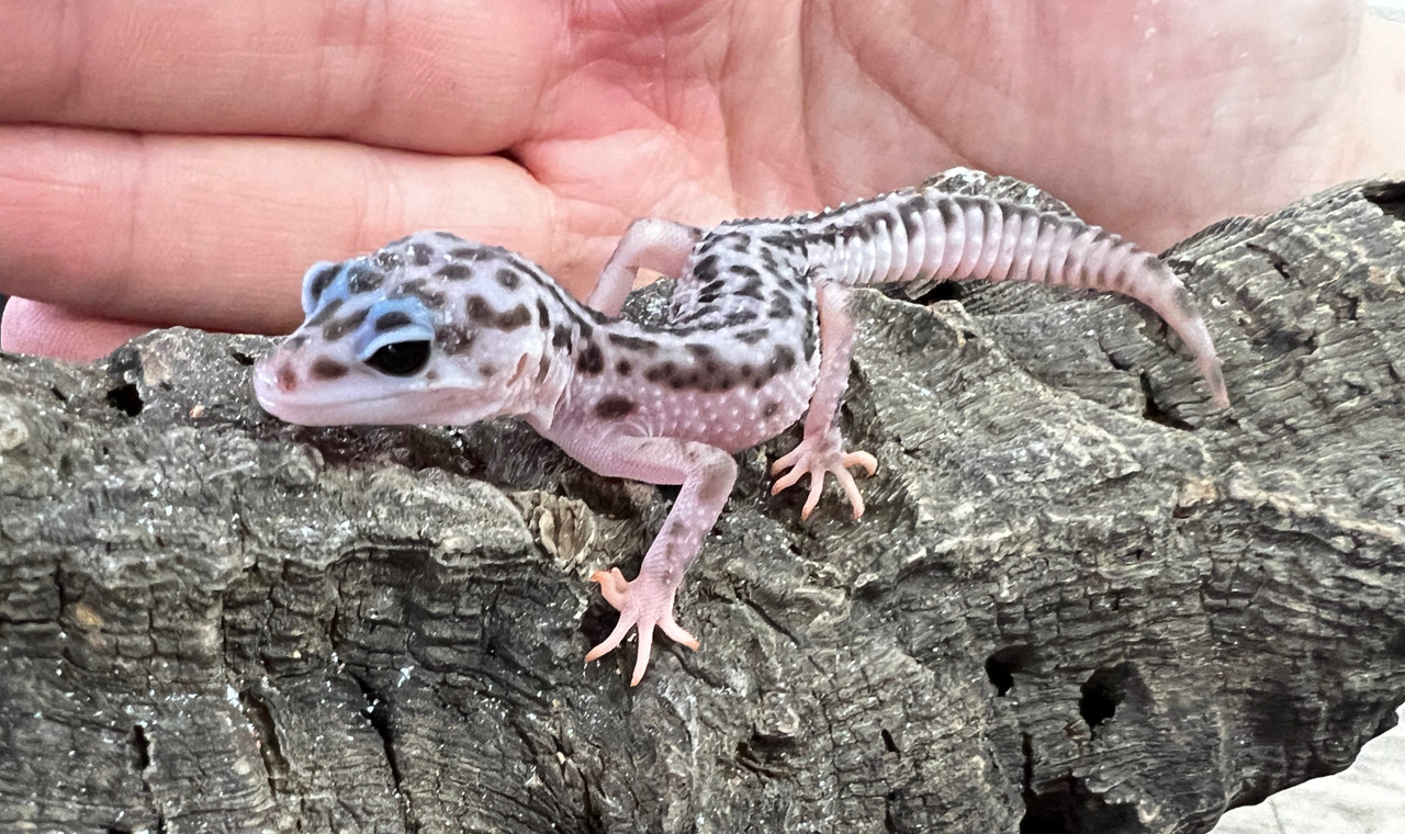 Leopard Gecko Mack Super Snow Juvenile Mack Super Snow Albino