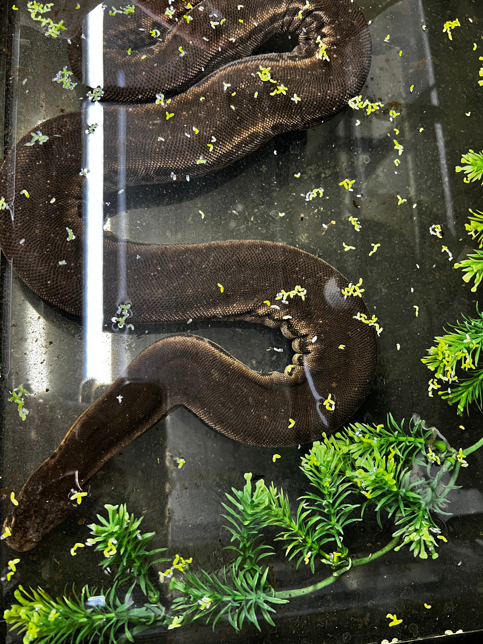 Elephant Trunk Snake