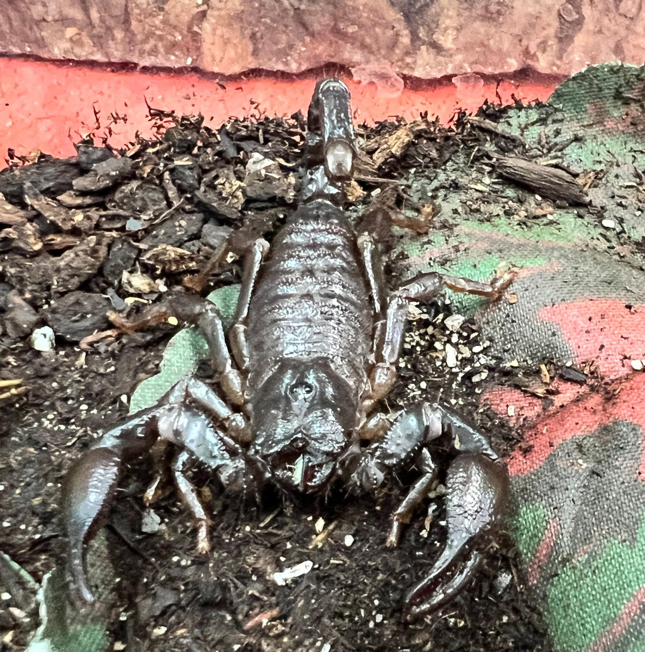 Cave Clawed Scorpion