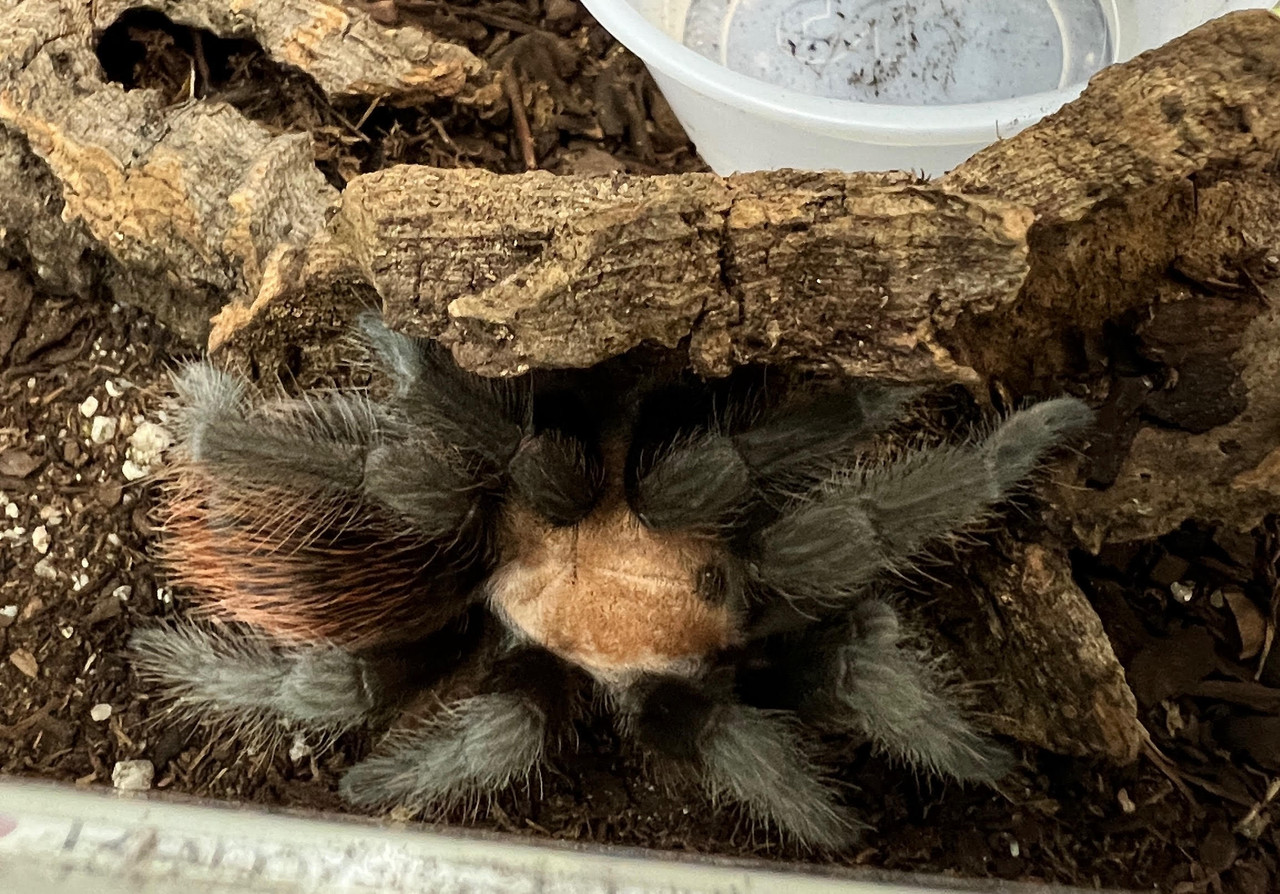Mexican Golden Red Rump Tarantula