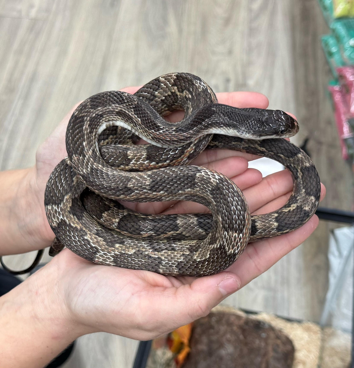 How Big Do Texas Rat Snakes Get