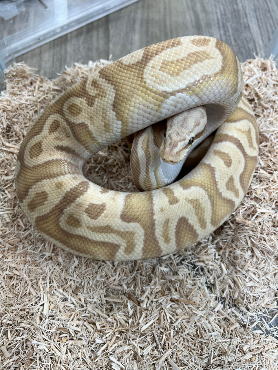 Pastel Banana Leopard GHI Ball Python