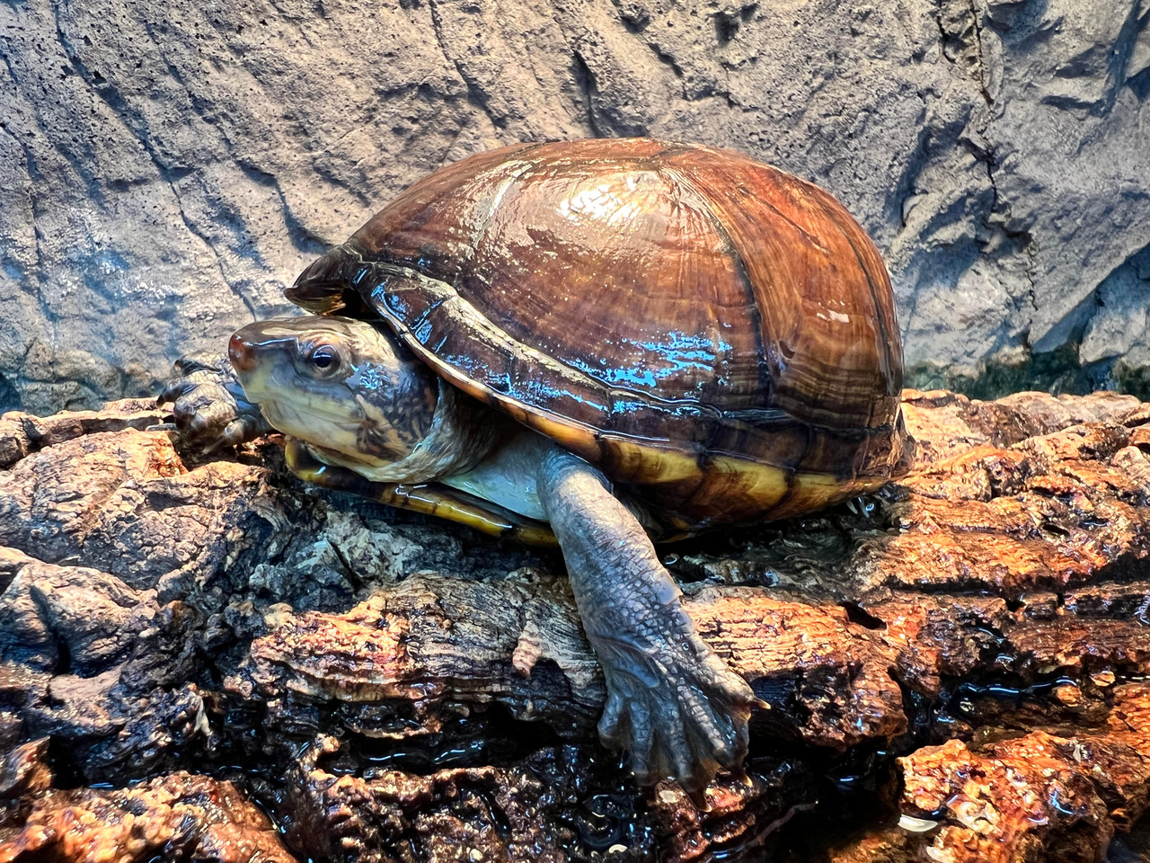 mud turtle uk