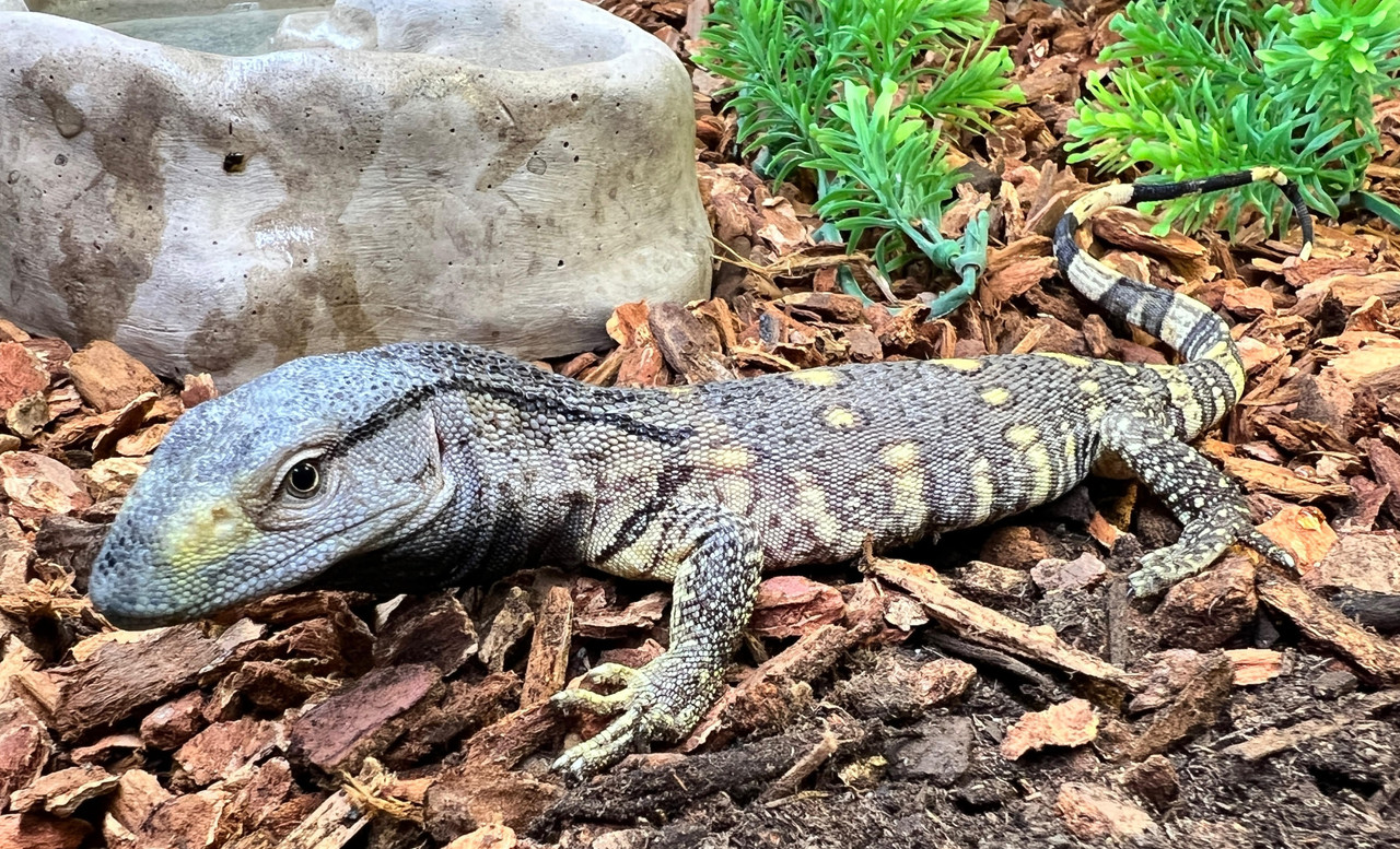 Black Throat Monitor