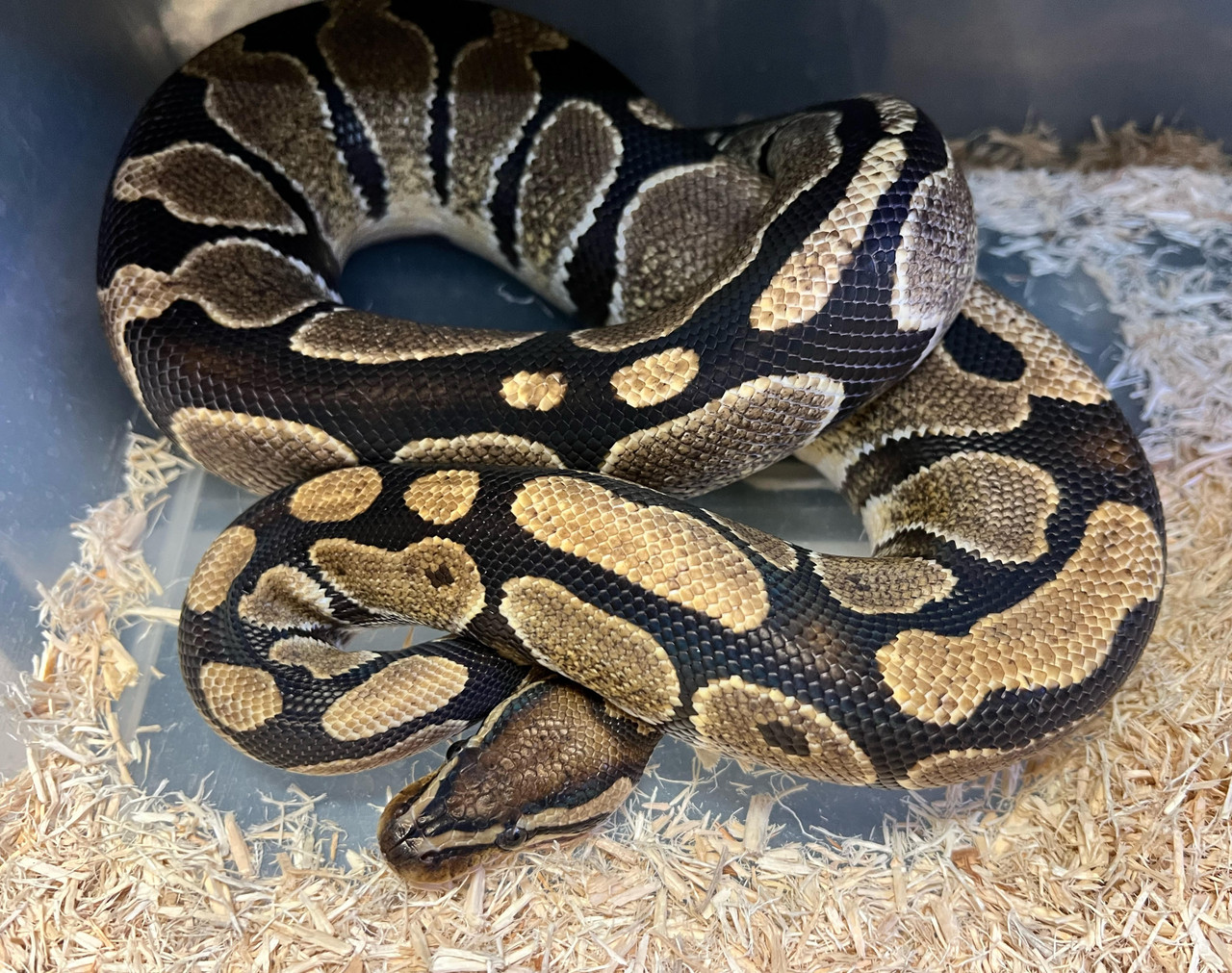 Champagne Ball Python