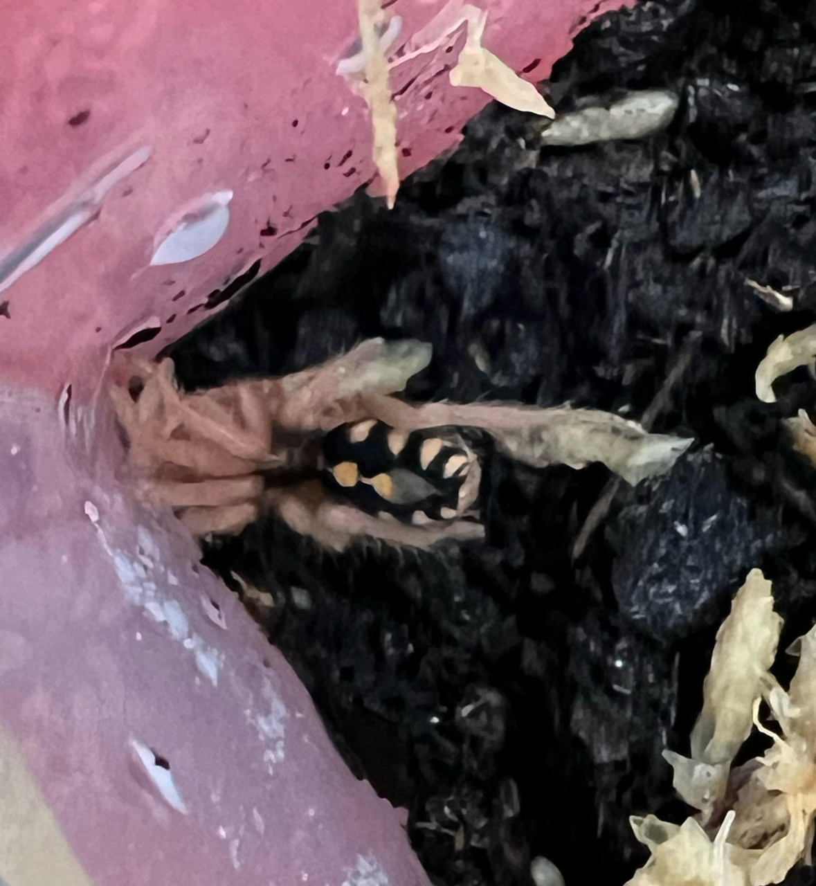 Colombian Pumpkin Patch Tarantula