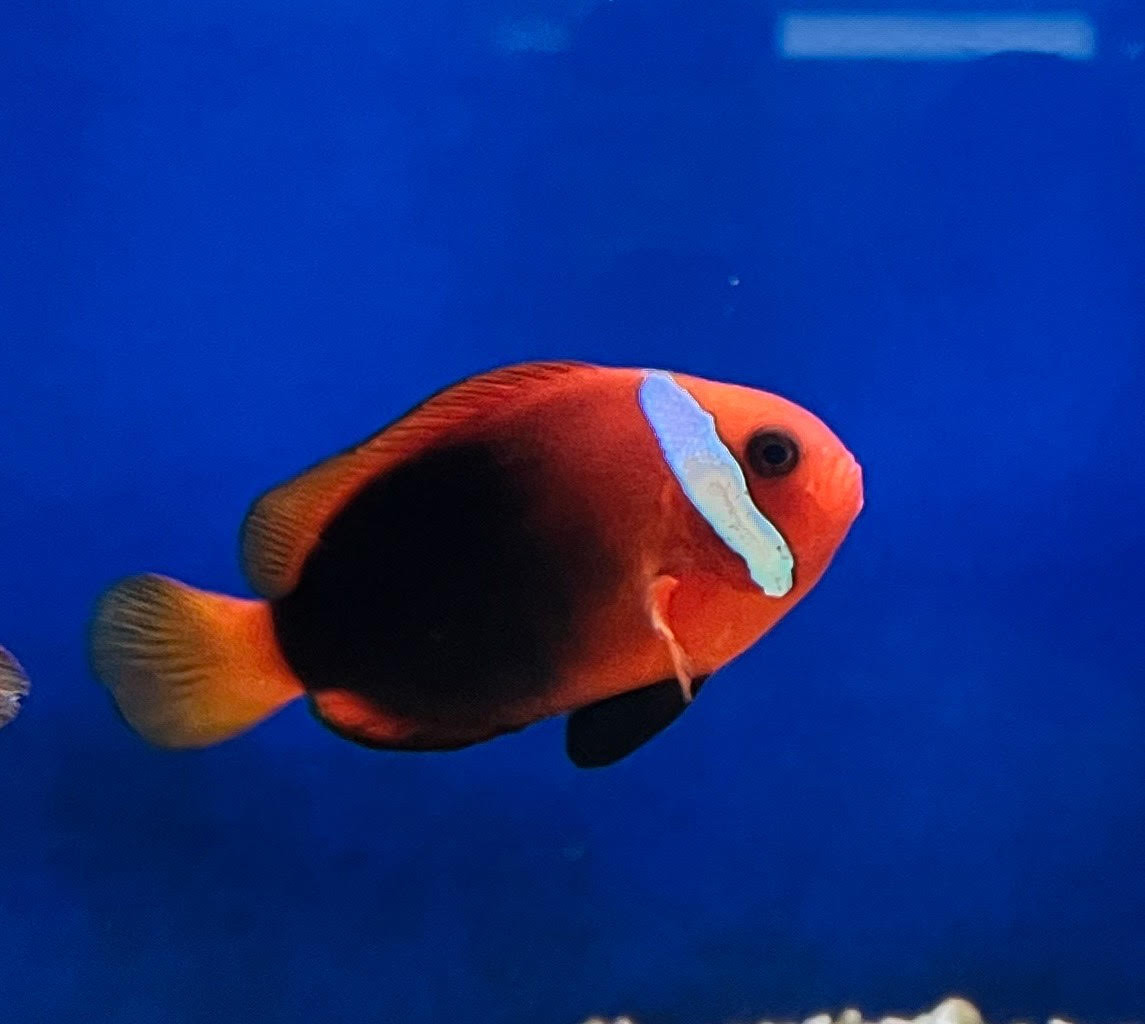 Cinnamon Tomato Clownfish