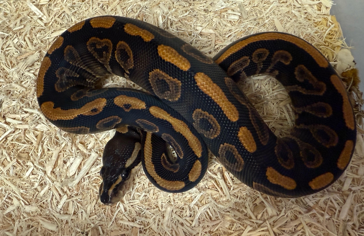 Black Pastel Yellow Belly Ball Python