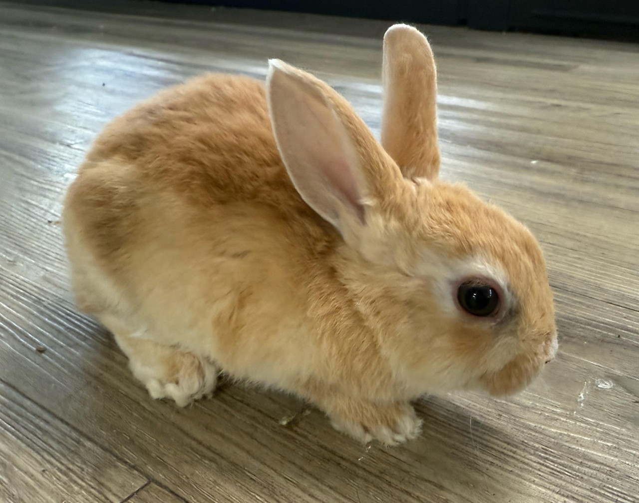 Rex Rabbit Mix