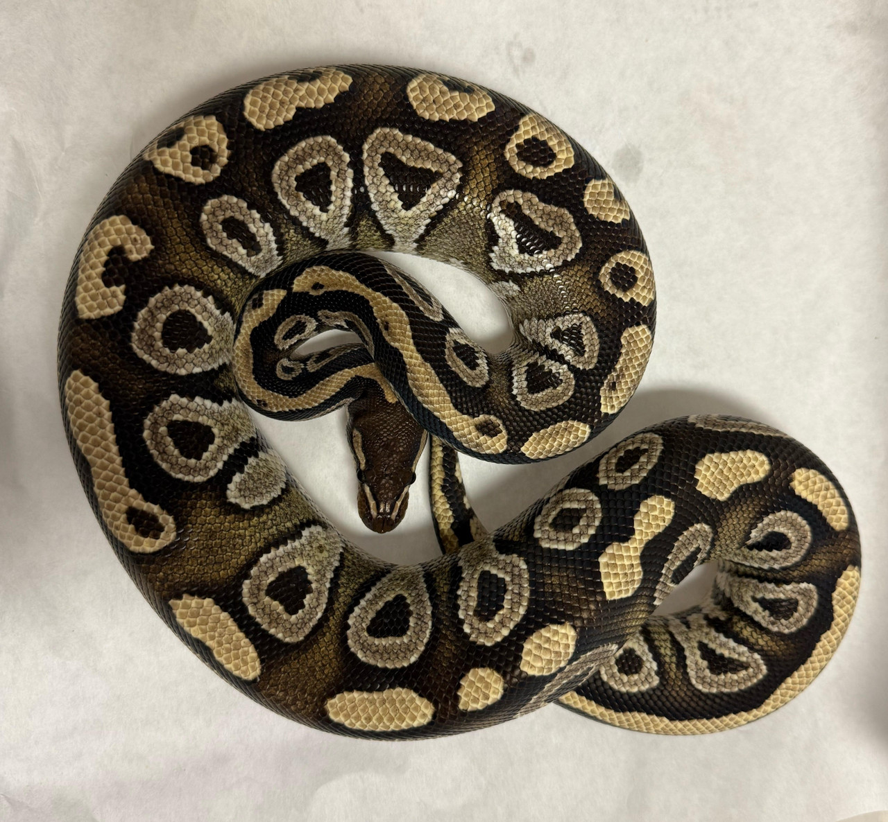 Mystic Ball Python