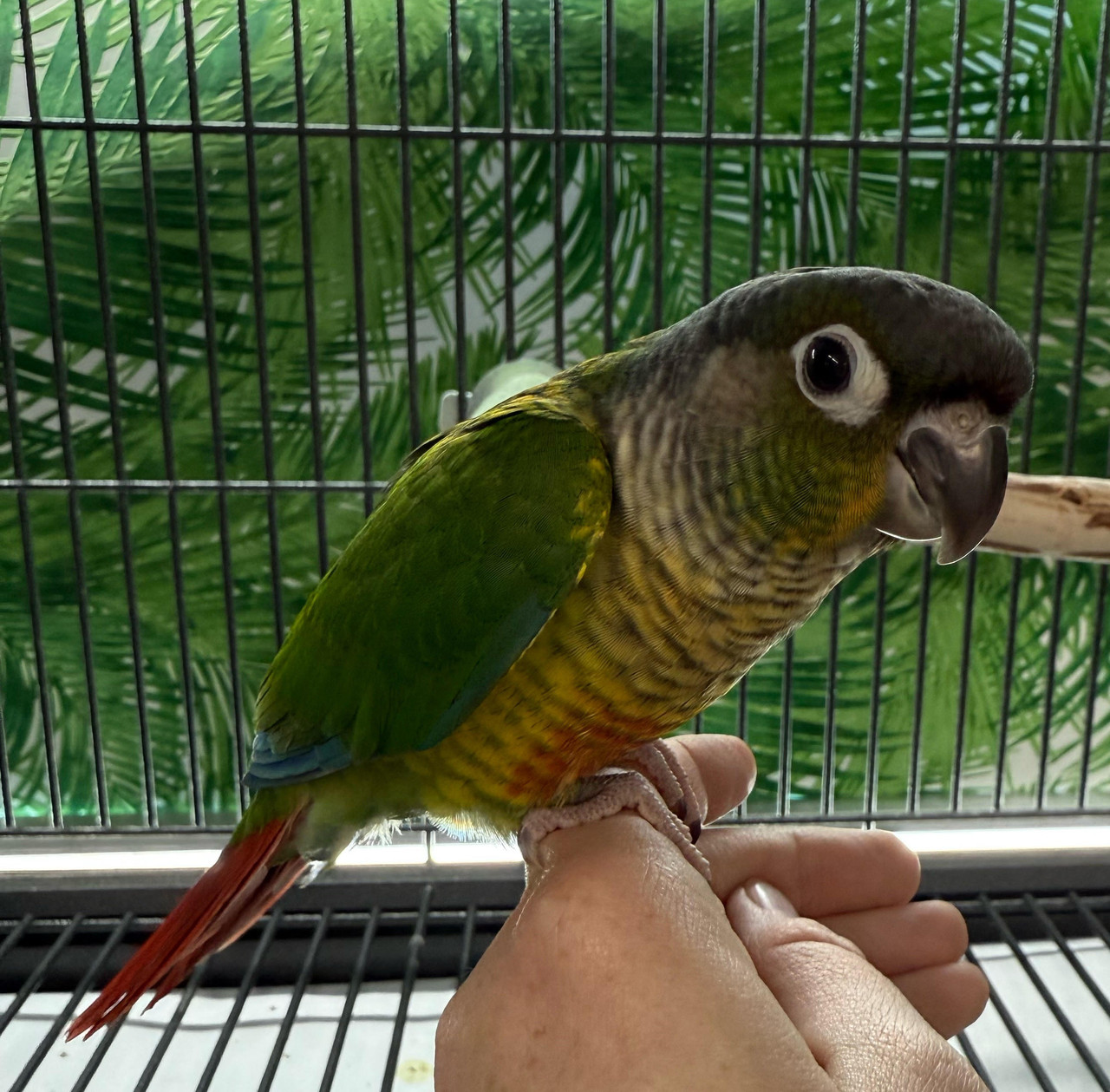Yellow Sided Green Cheek Conure
