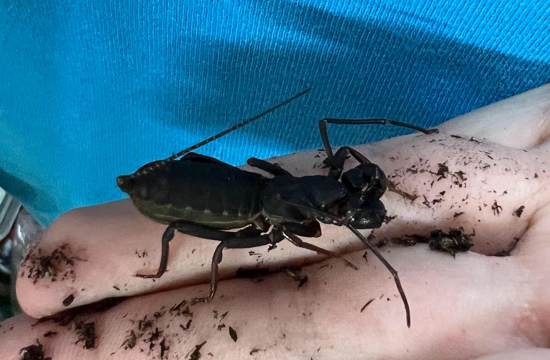Incredible Pets