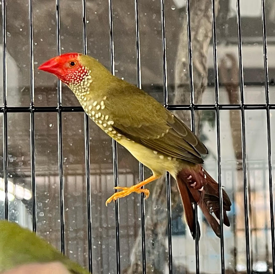 Incredible Pets