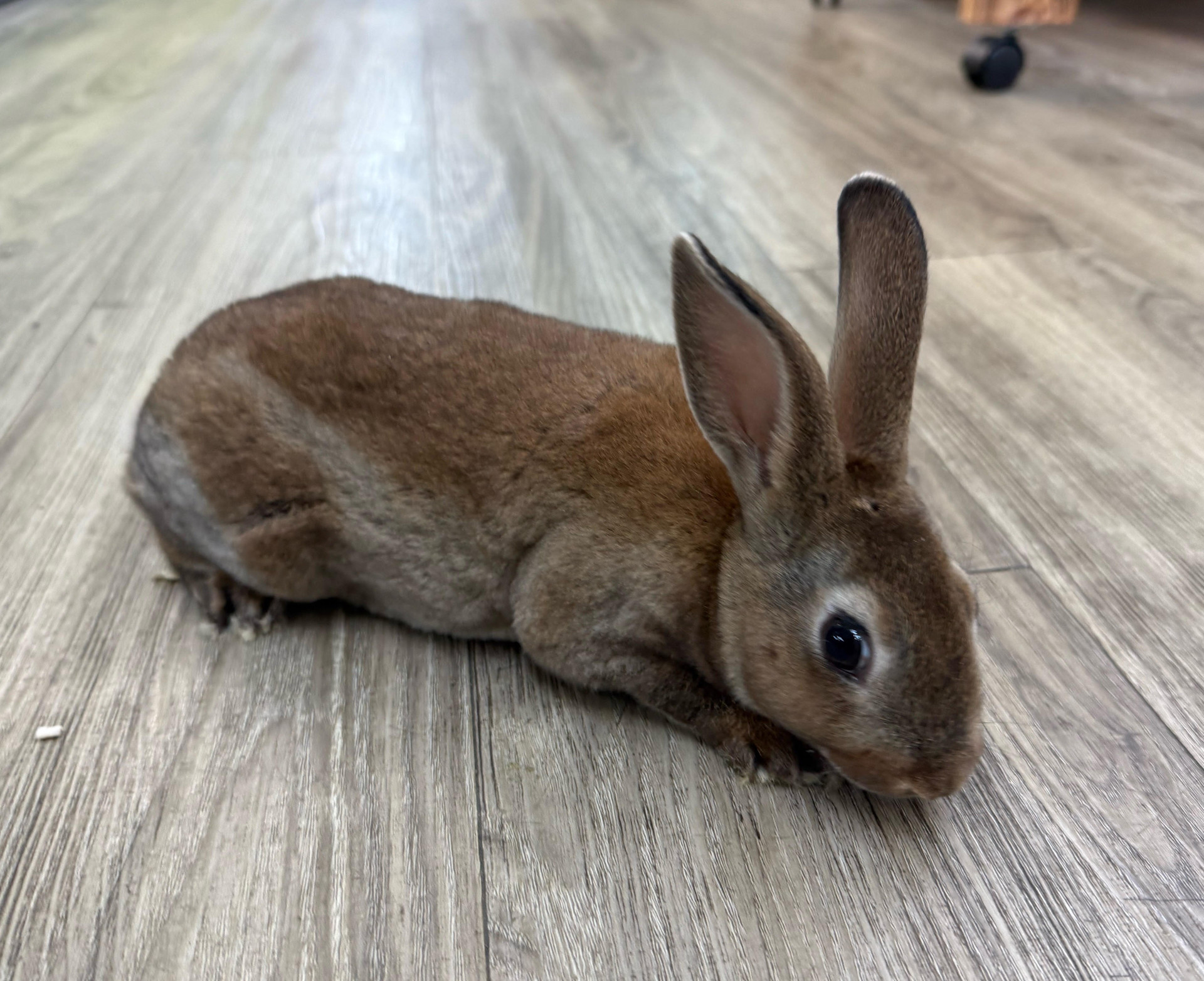 Small Animal - Page 1 - Incredible Pets