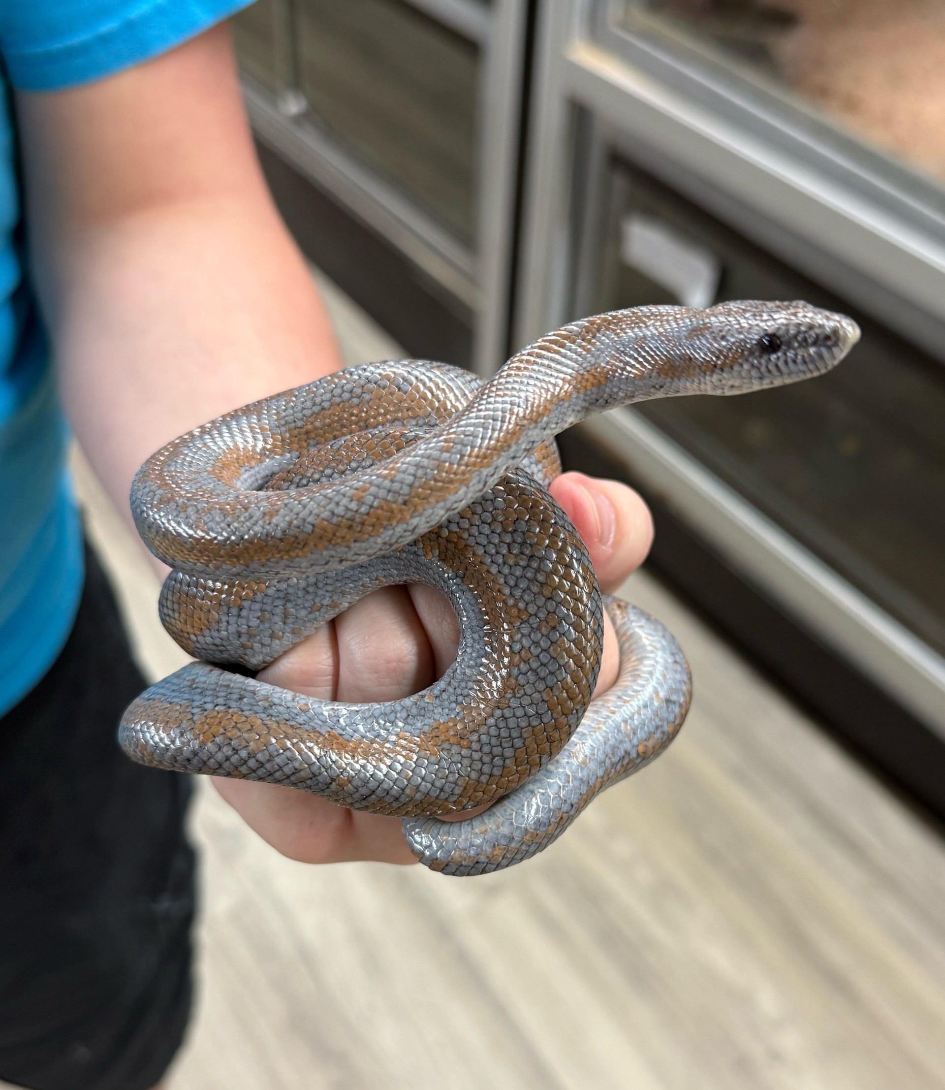 Incredible Pets