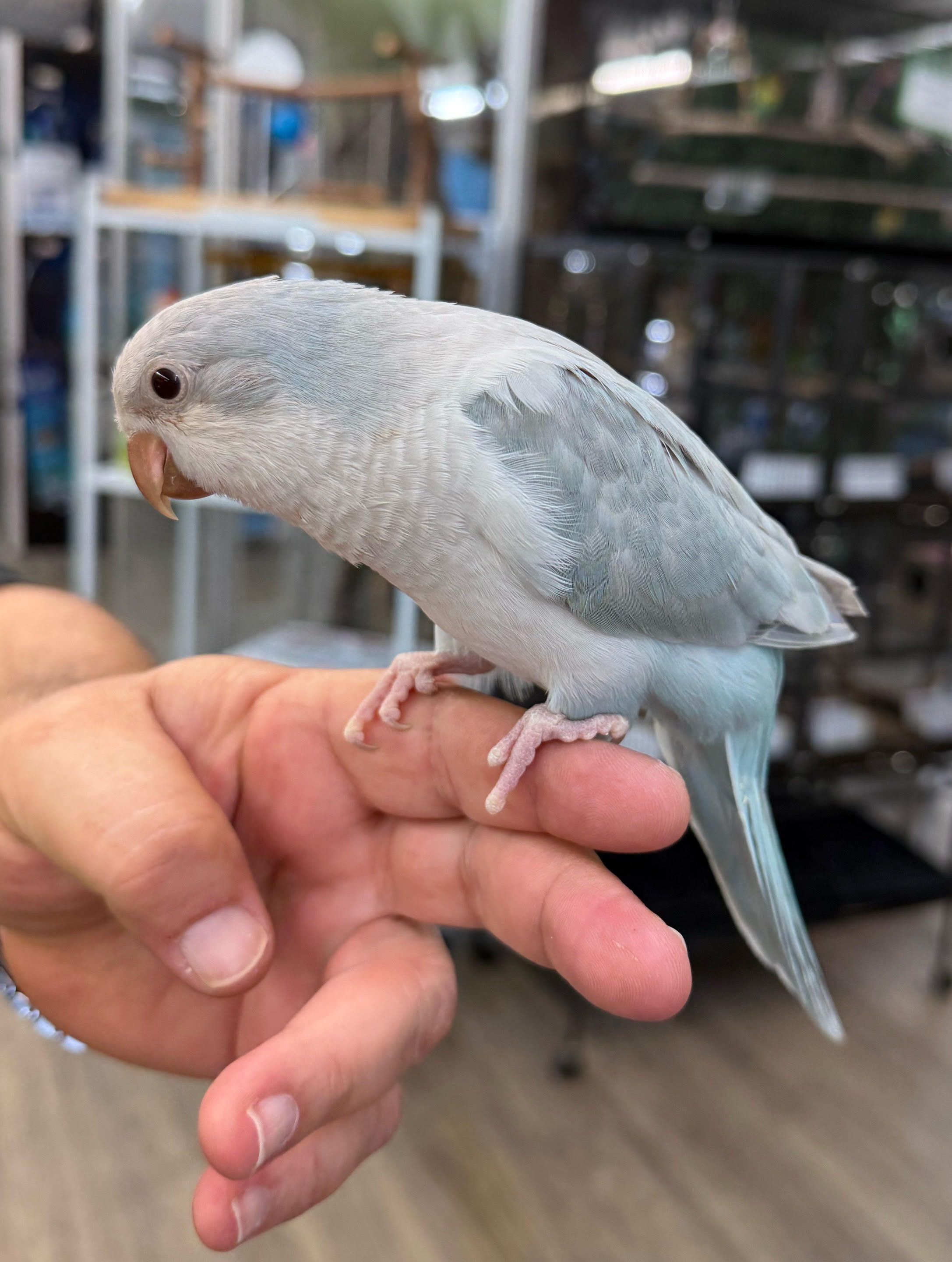 Incredible Pets