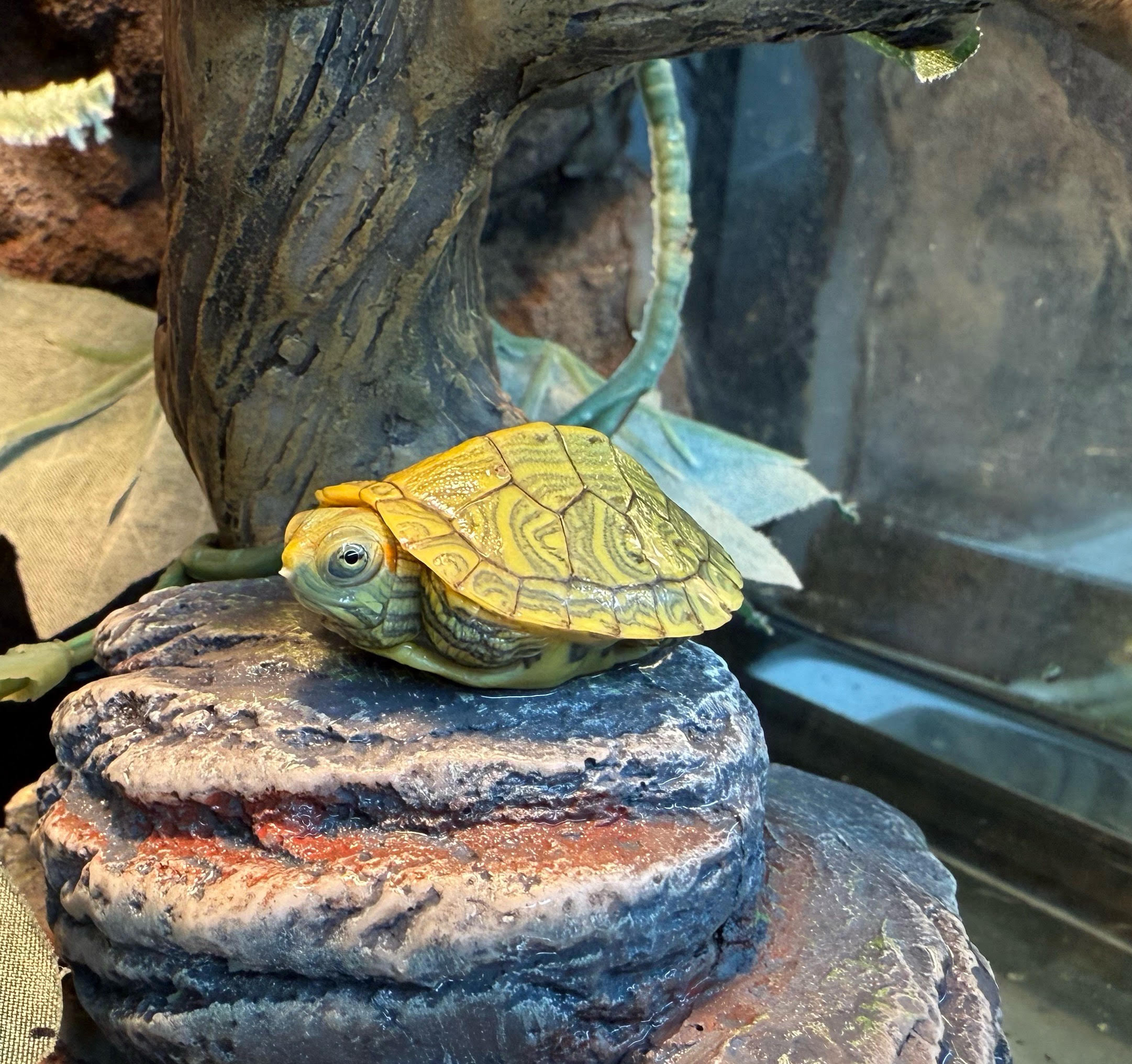 Incredible Pets