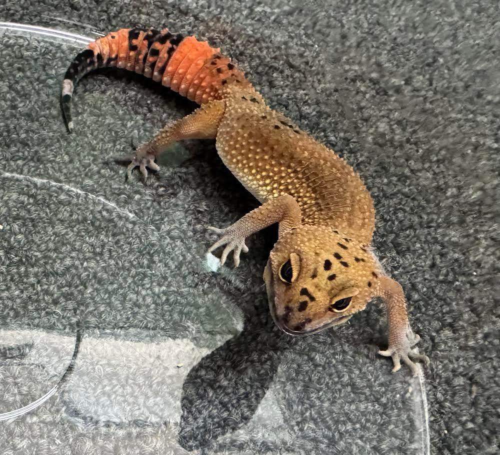 Incredible Pets