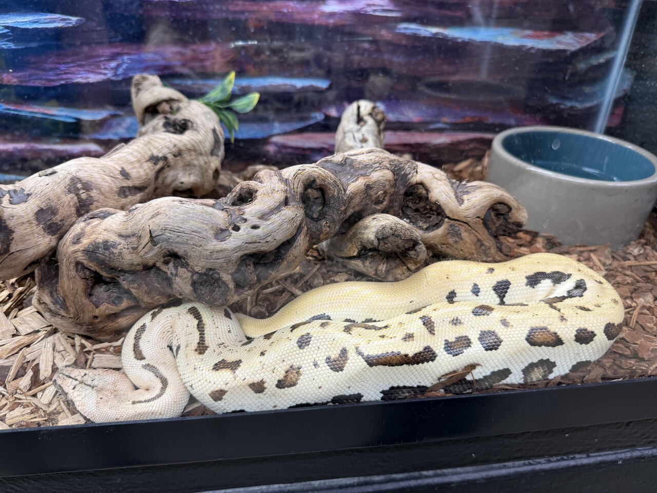 Incredible Pets