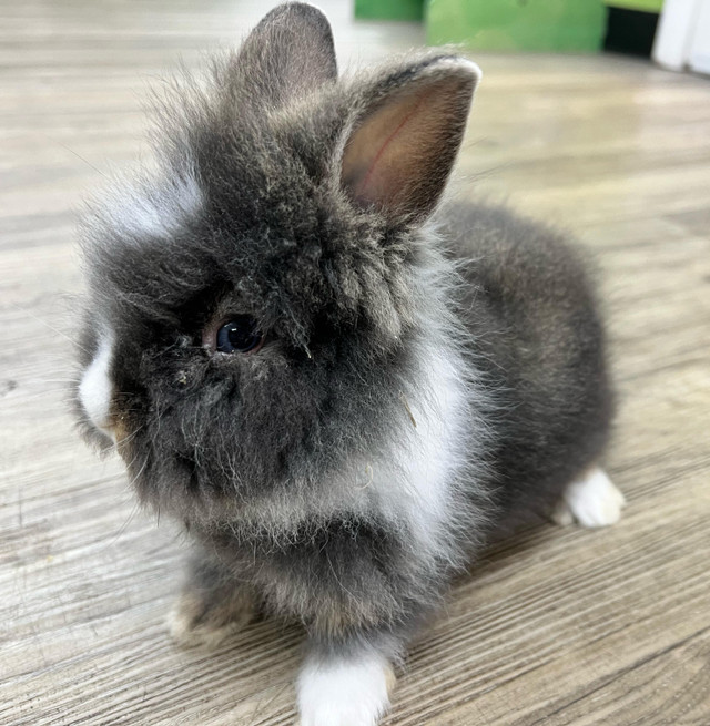 Small Animal - Page 1 - Incredible Pets