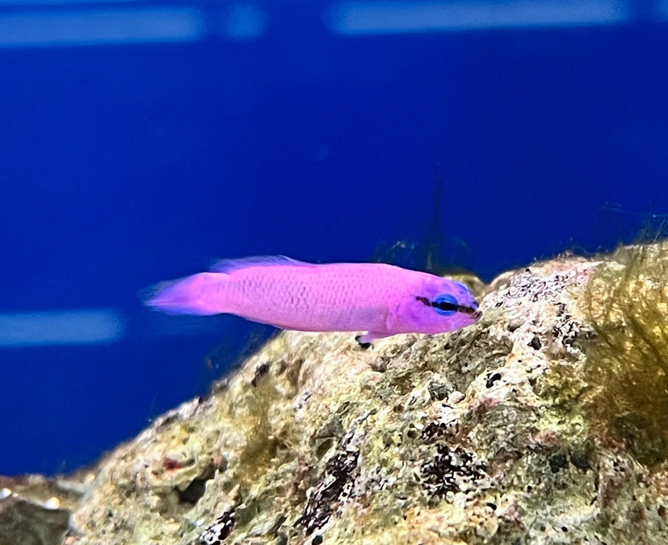 Fish - Page 1 - Incredible Pets