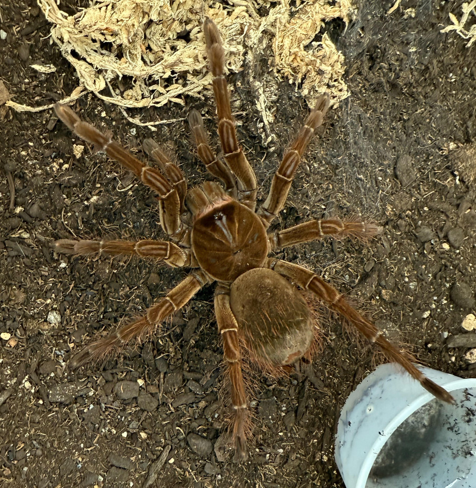 Incredible Pets