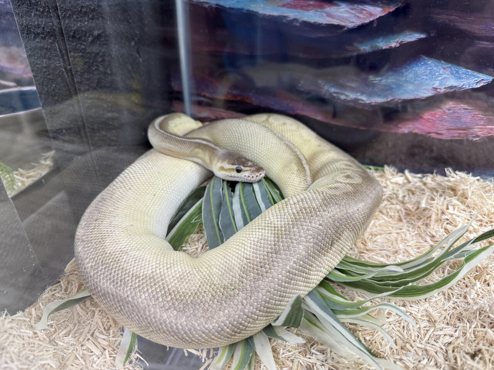 Incredible Pets