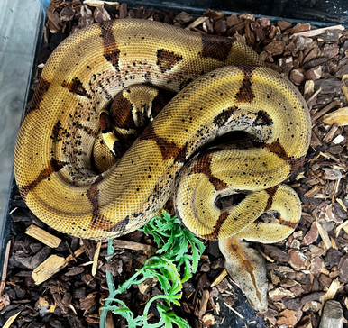 Hypo Columbian Red Tail Boa