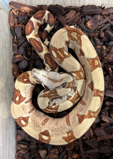 Hypo Het Albino Red Tail Boa