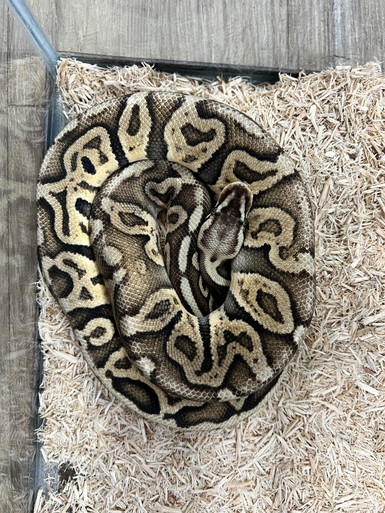 Super Pastel Leopard GHI Ball Python